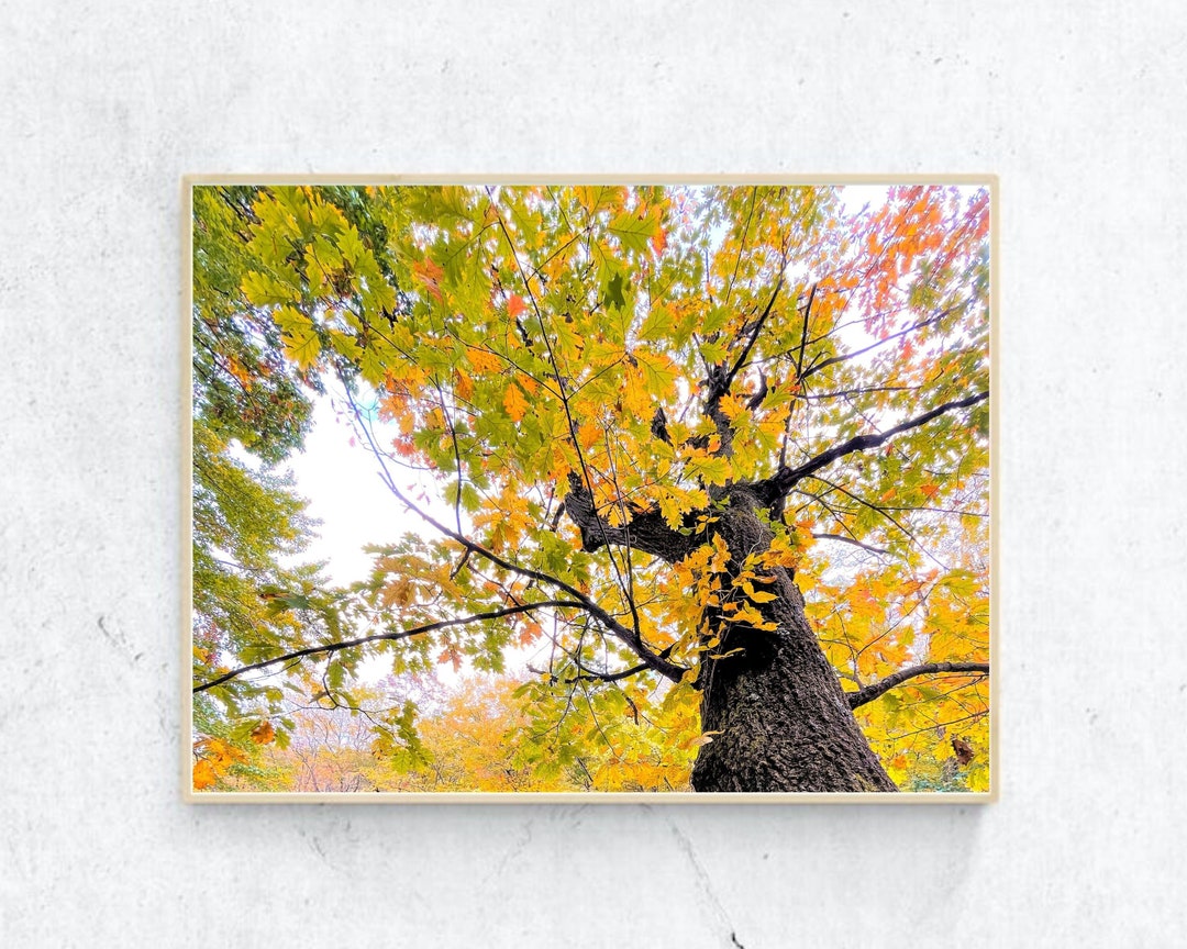 Autumn Foliage Digital Print Photography Fall Foliage Printable Art Red ...