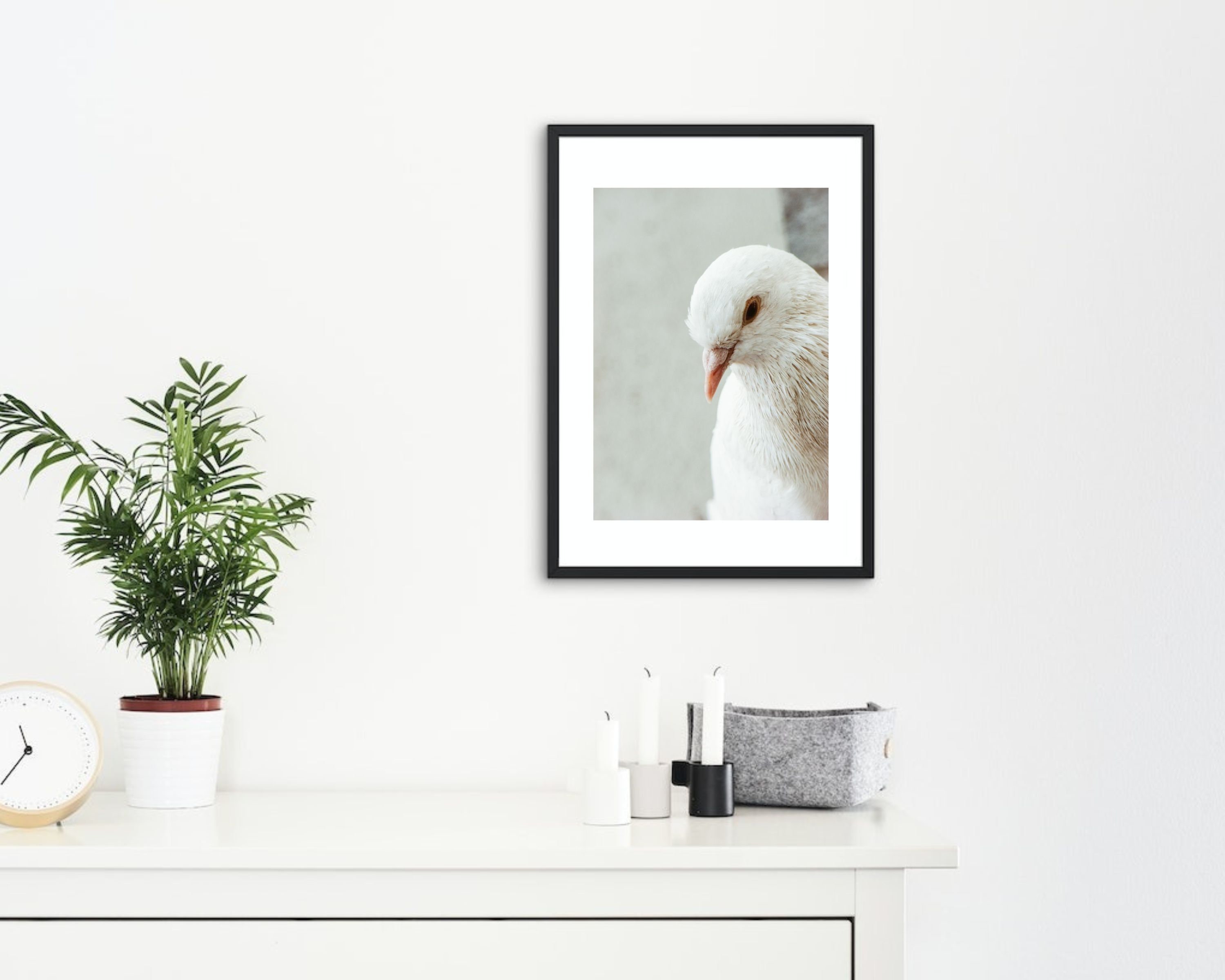 Dove Print Dove Portrait Art Print White Bird Photography White Dove ...