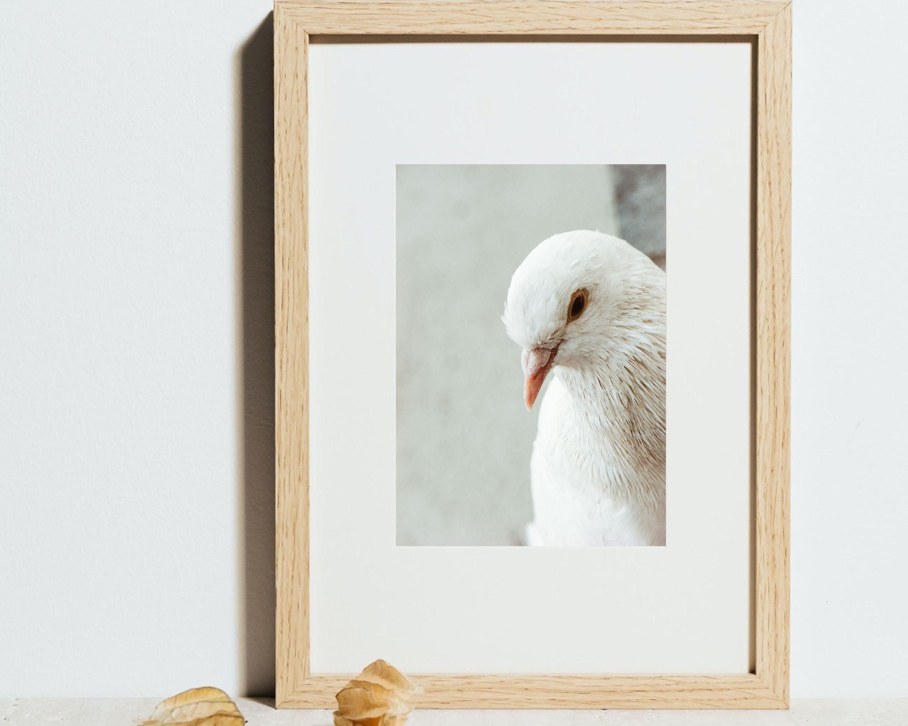 Dove Print Dove Portrait Art Print White Bird Photography White Dove ...