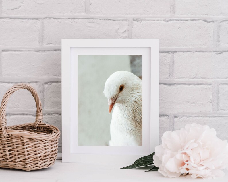 Dove Print Dove Portrait Art Print White Bird Photography White Dove ...