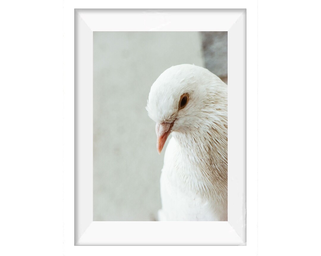 Dove Print Dove Portrait Art Print White Bird Photography White Dove ...