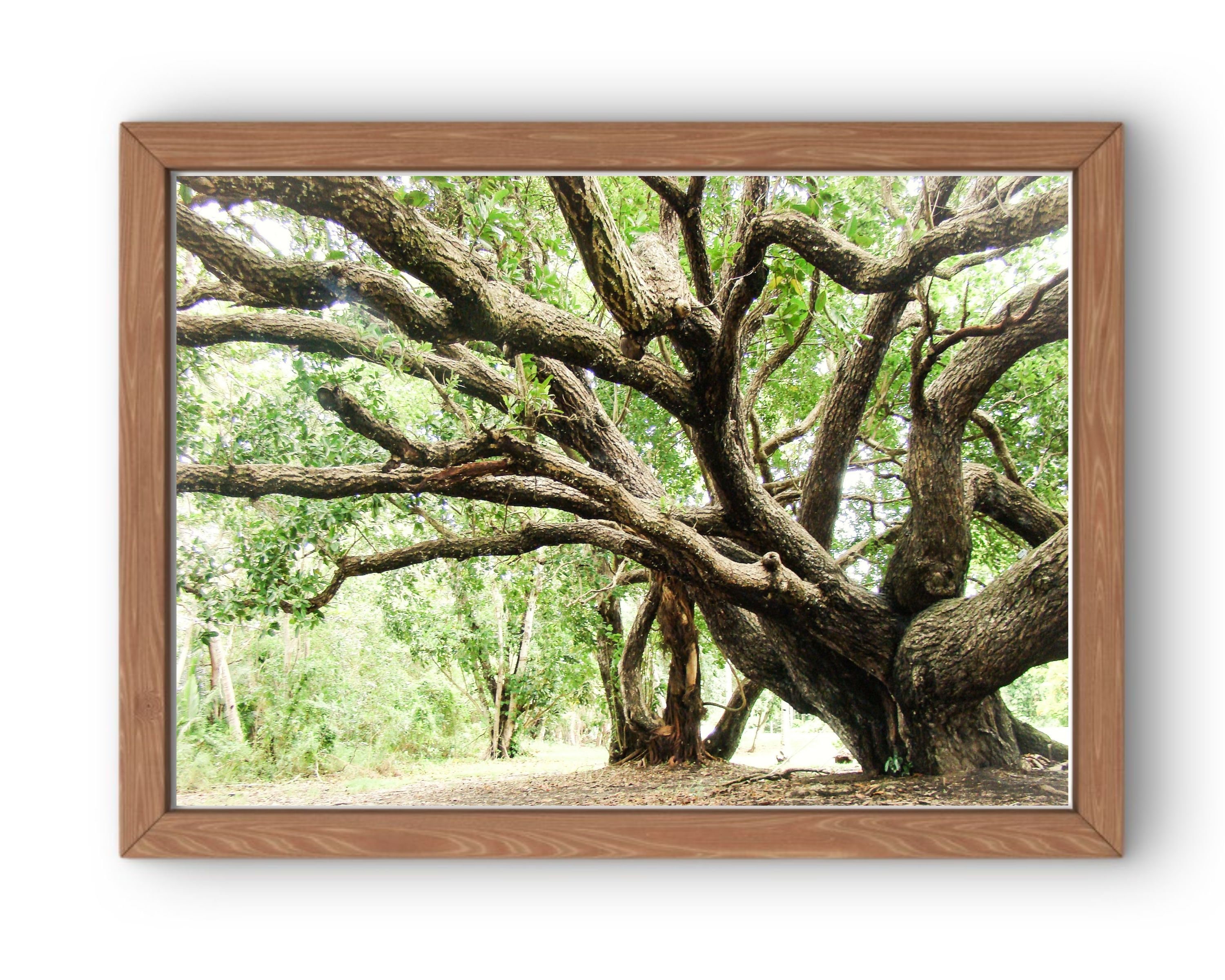 Oak Tree Print Oak Art Photography Digital Download Spring Trees Art ...