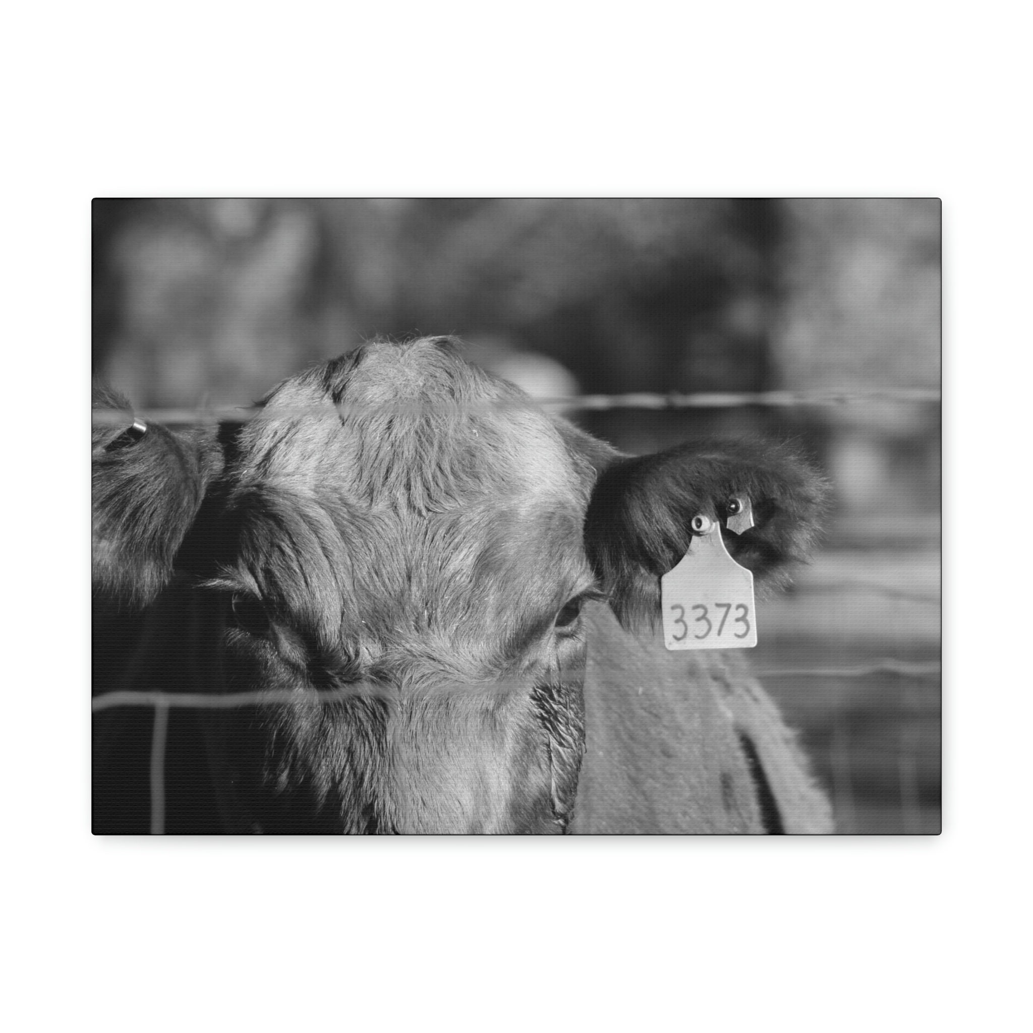 Red Angus Cow Canvas Gallery Wrap - Etsy