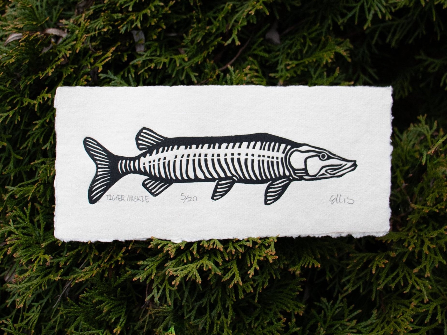 Tiger Muskie Fish Linocut Art Print - Etsy