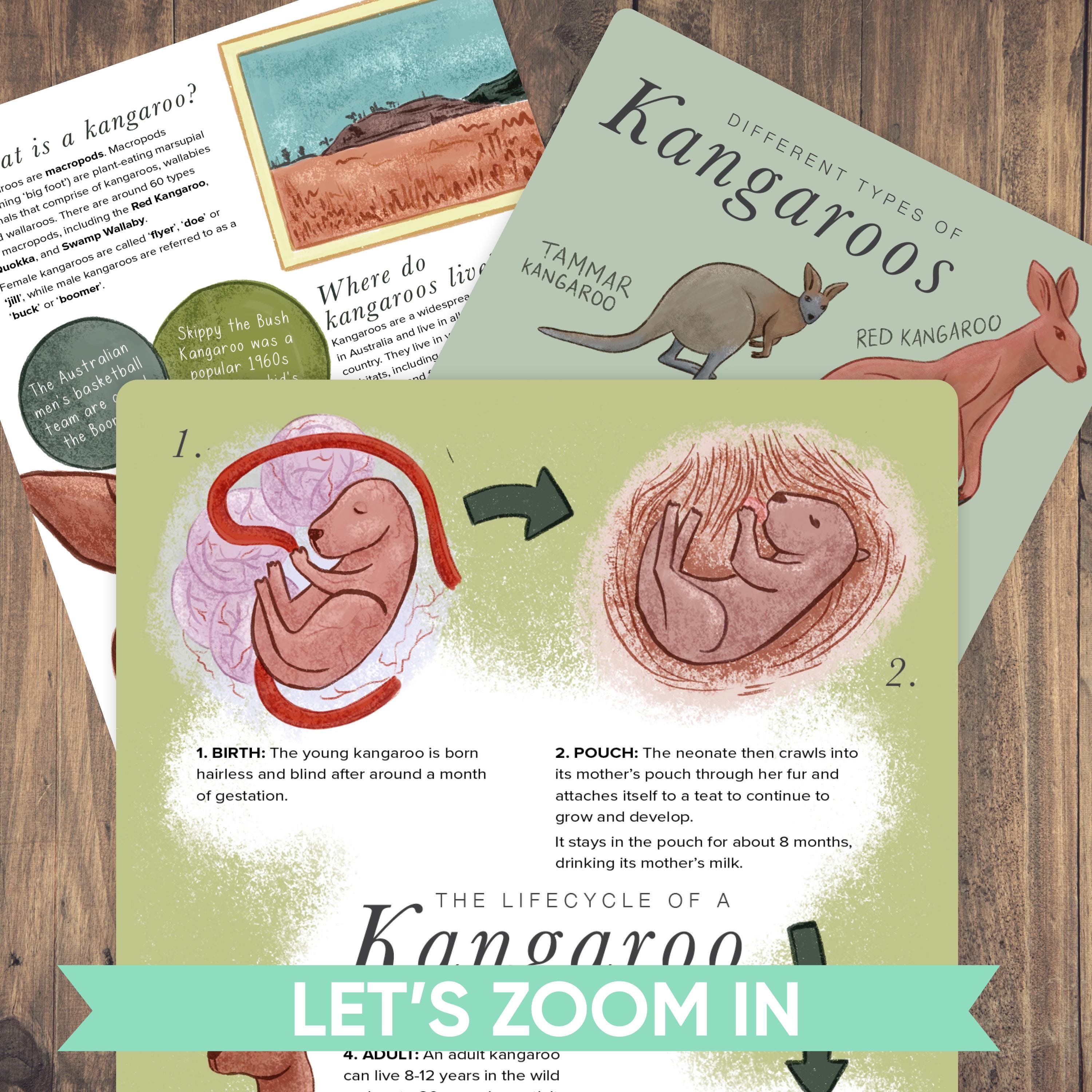 Kangaroos Unit Study, Printable Booklet, Activity, Homeschool Learning ...