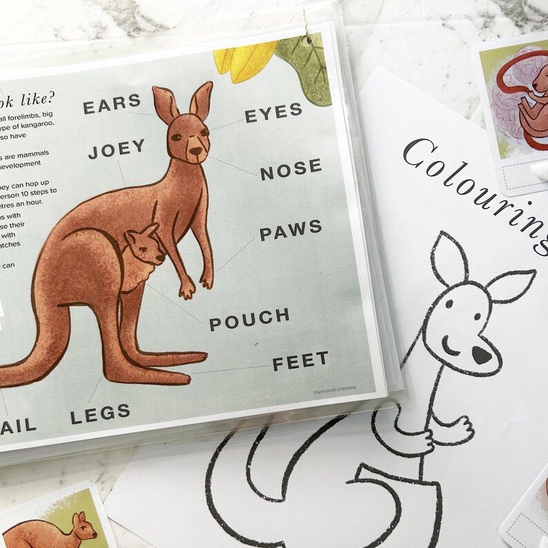 Kangaroos Unit Study, Printable Booklet, Activity, Homeschool Learning, Primary Curriculum ...