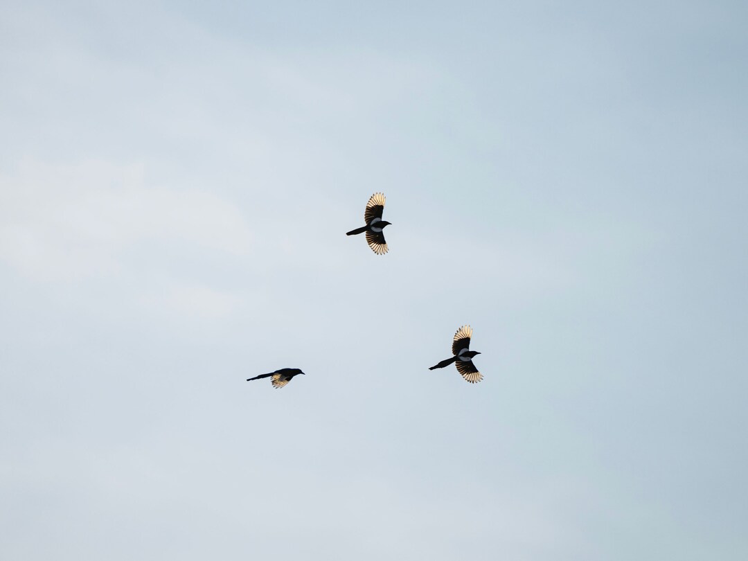 Three Magpies - Etsy Australia