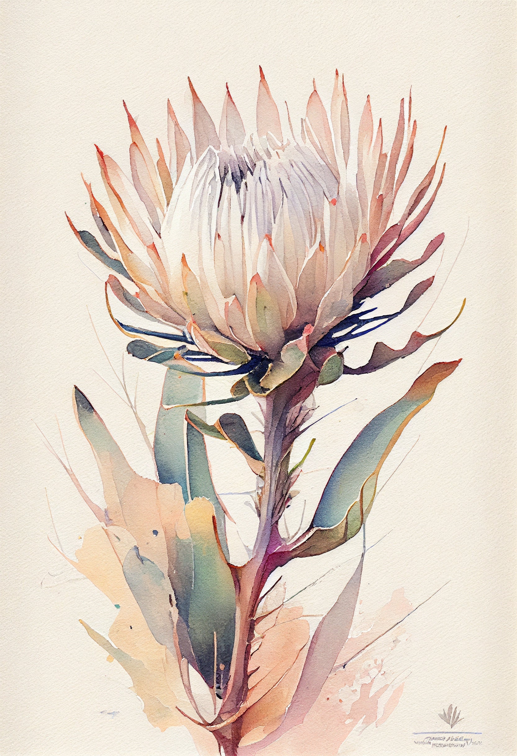 White Protea - Flower Art Print - Botanical Watercolors Illustration ...