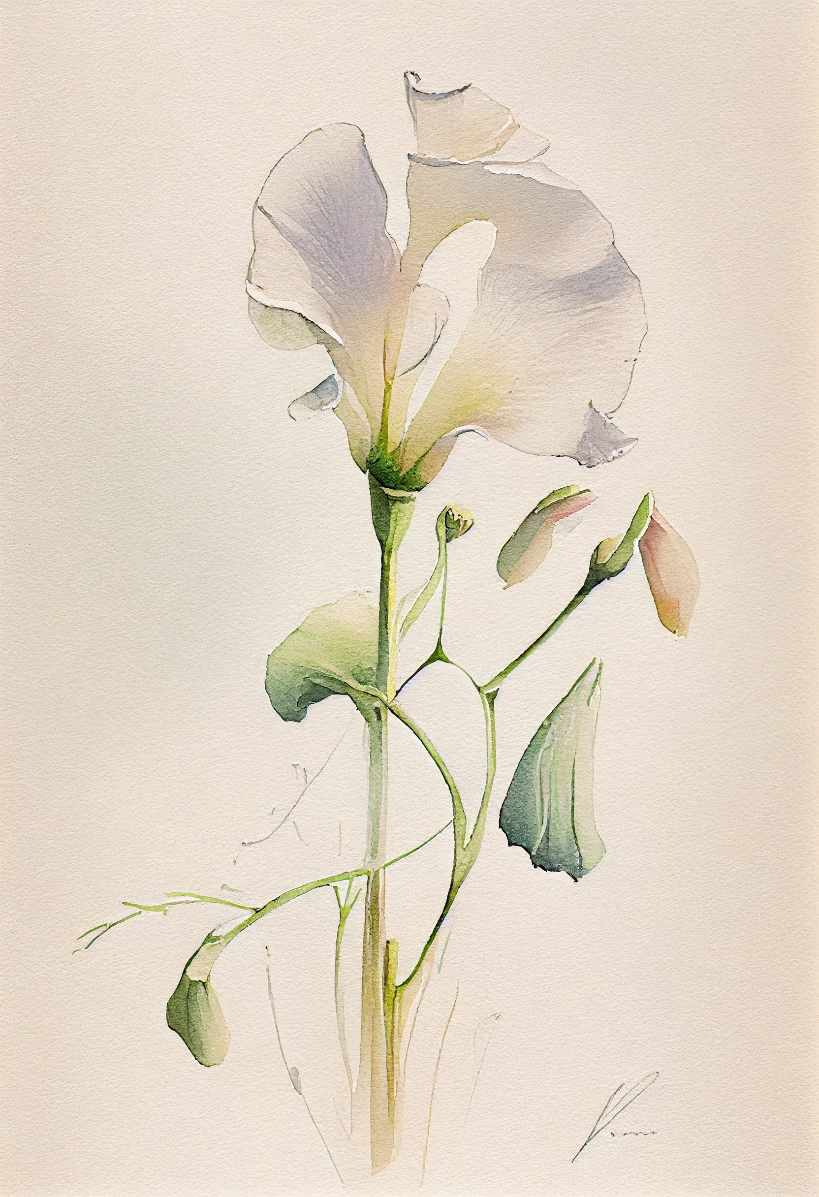 White Sweet Pea - Flower Art Print - Botanical Watercolors Illustration ...