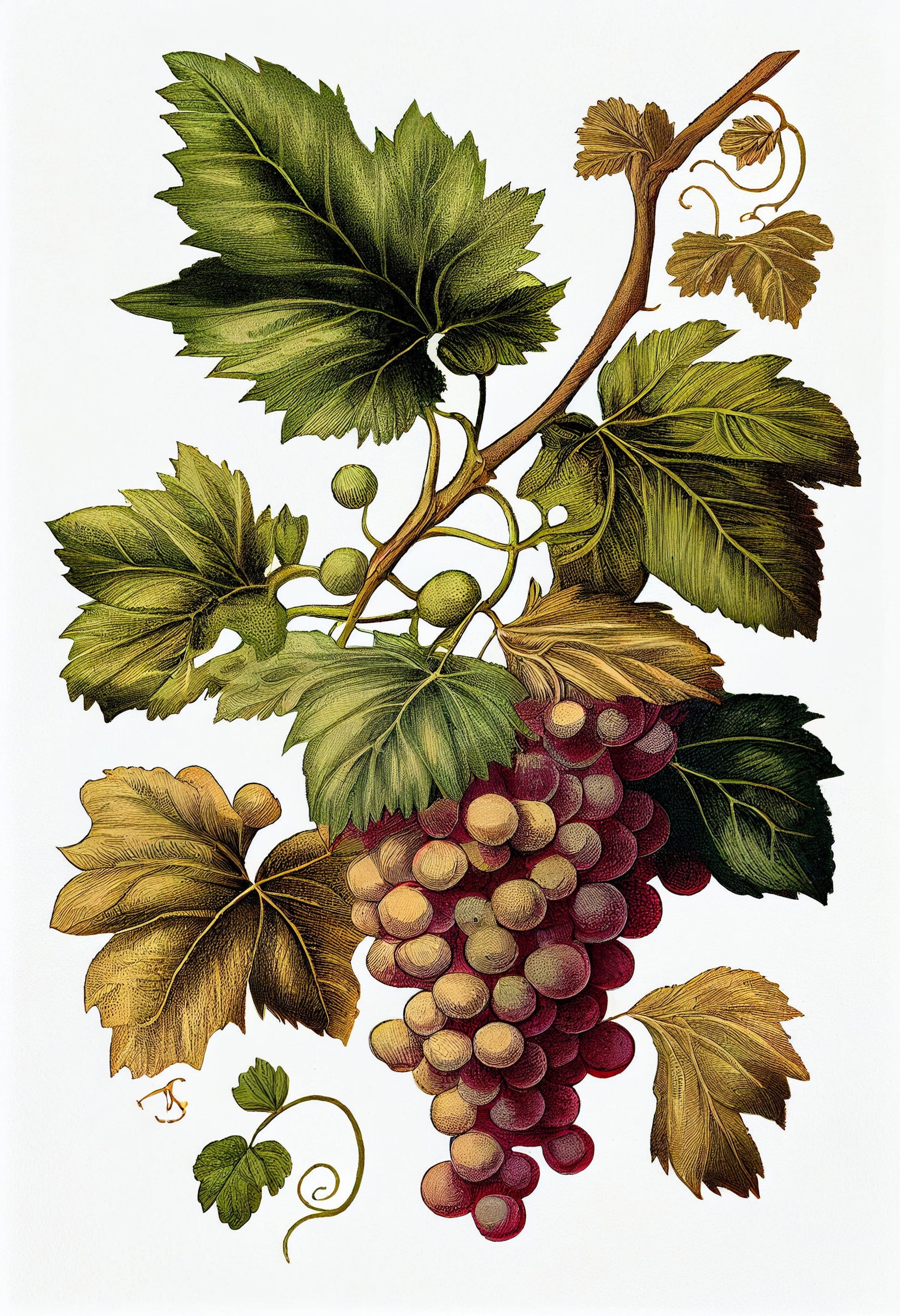 White Grapes - Fruit Art Print - Botanical Illustration Style - Instant ...