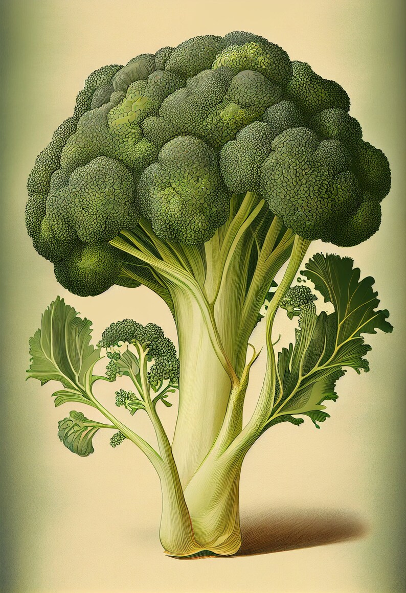 Broccoli Vegetable Art Print Botanical Illustration Style Instant ...