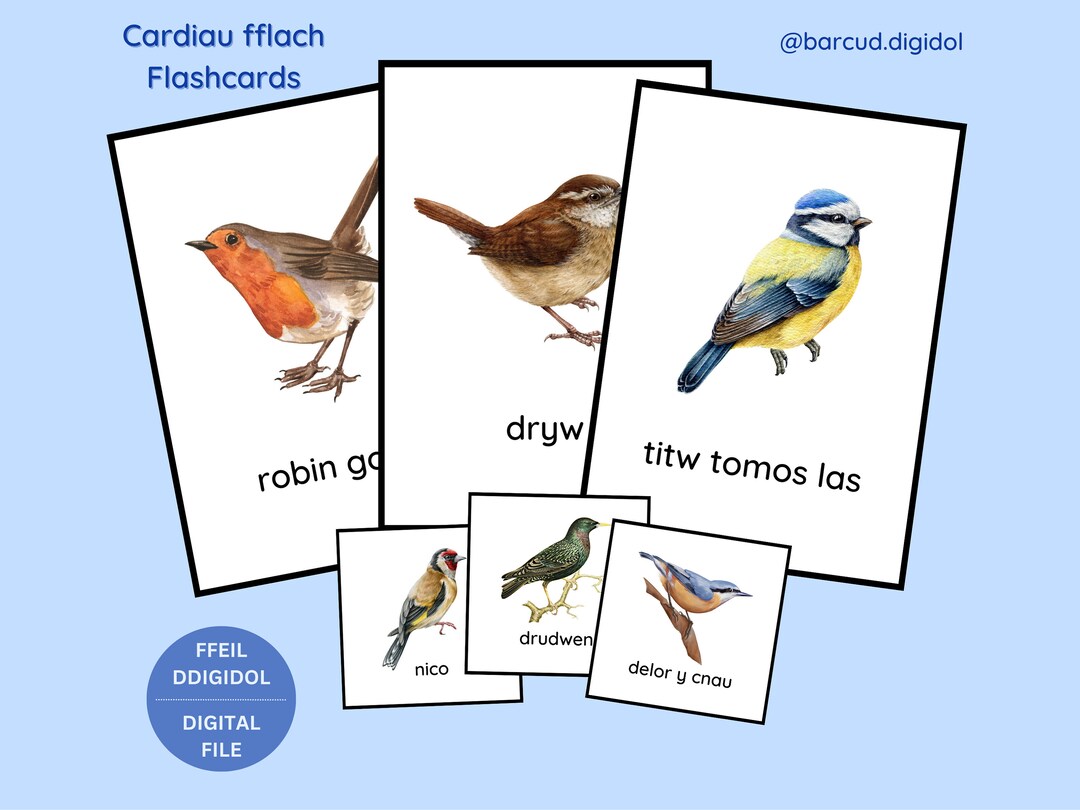 Welsh Garden Birds Flashcards, Cardiau Fflach Adar Yr Ardd, Digidol ...