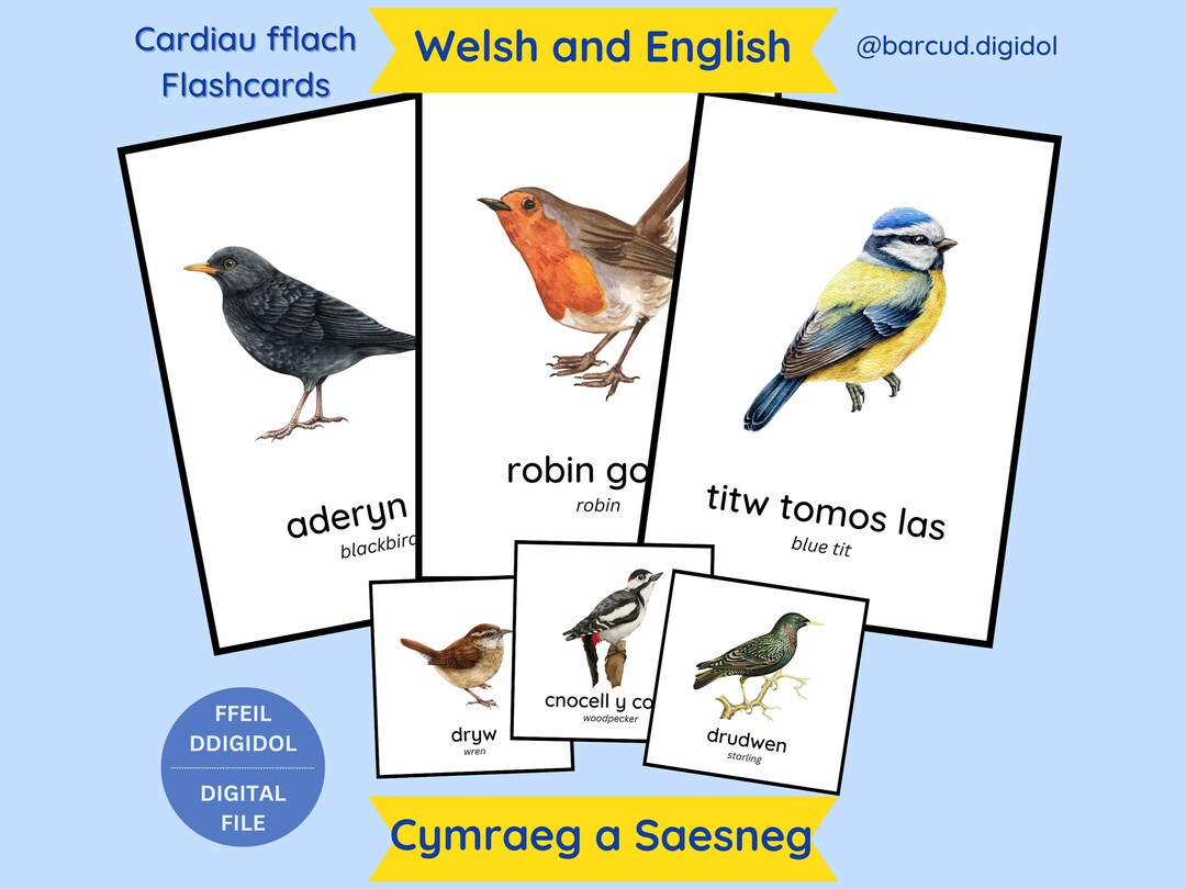 Bilingual Garden Birds Flashcards, Cardiau Fflach Dwyieithog Adar Yr ...