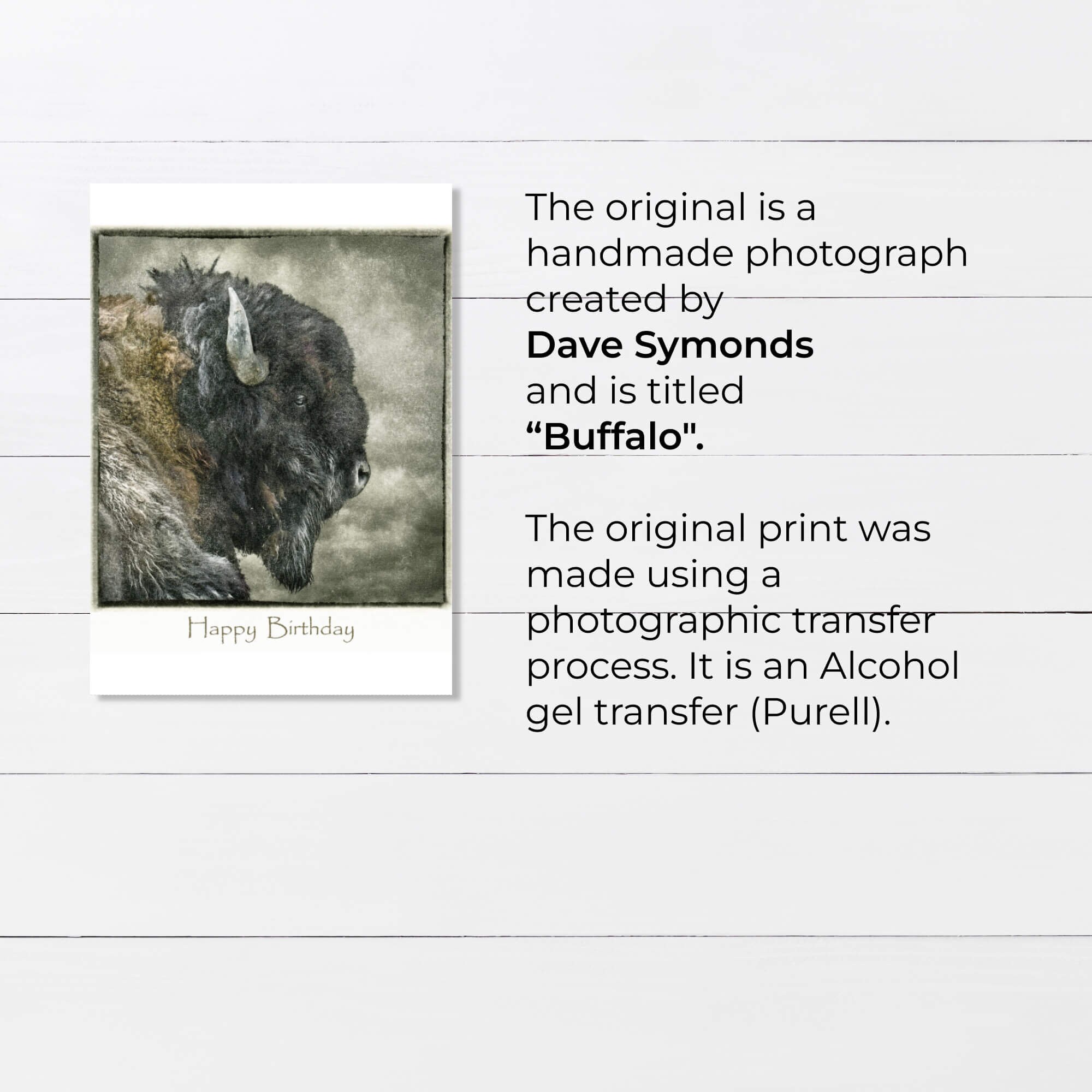 Buffalo Birthday Card. Pack of 10 Cards Made From a Photographic Image ...