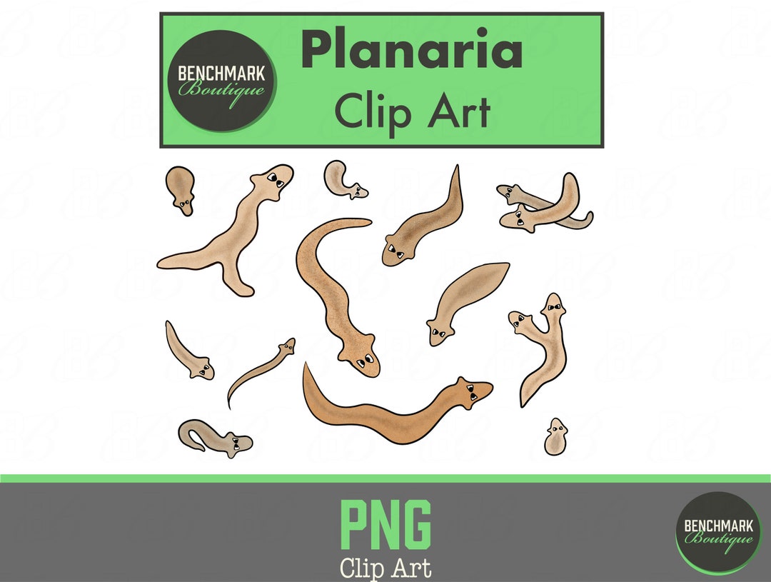 Planaria Clip Art Png Cute Worm Clip Art Illustrations Biology Clip Art ...