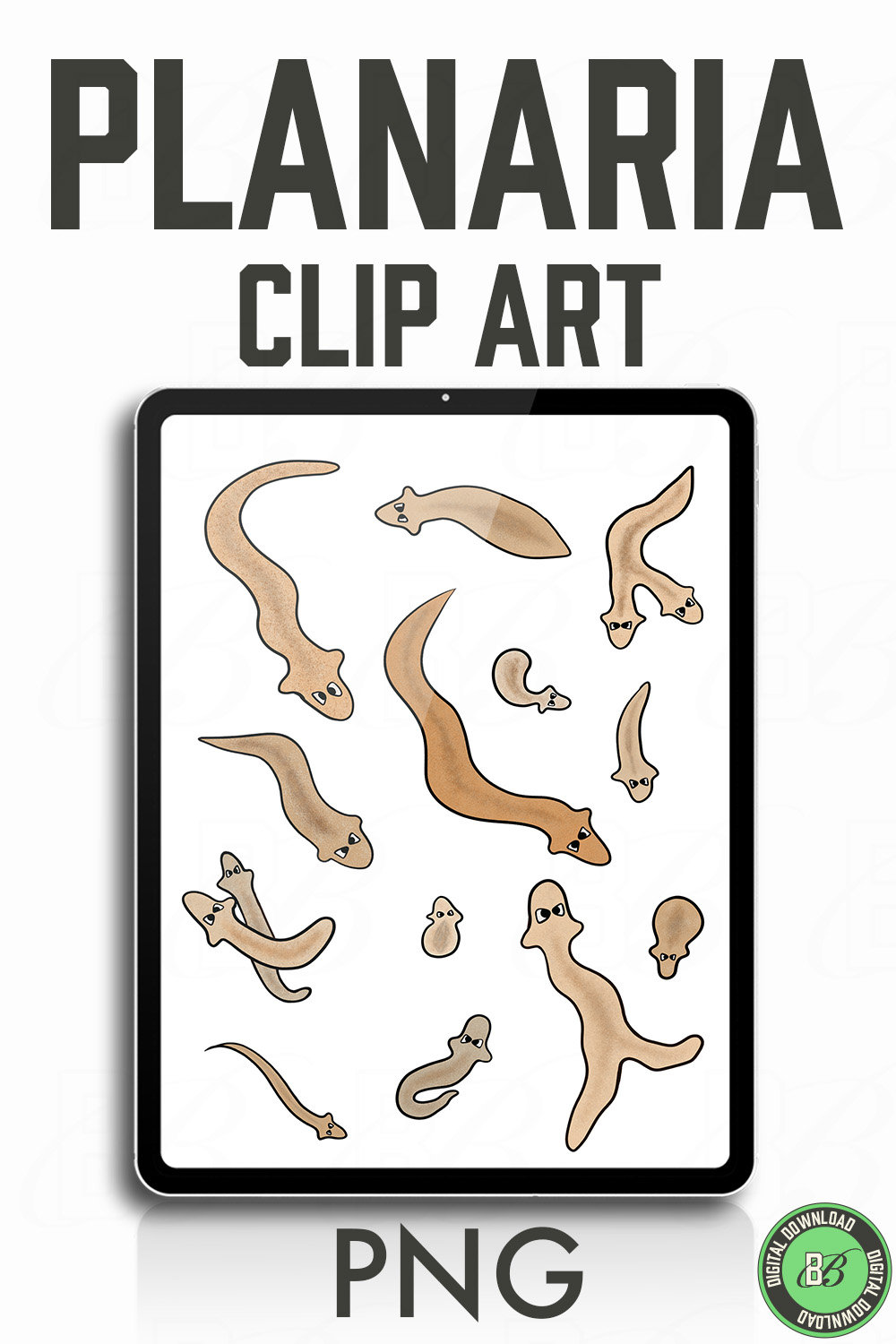 Planaria Clip Art Png Cute Worm Clip Art Illustrations Biology Clip Art ...