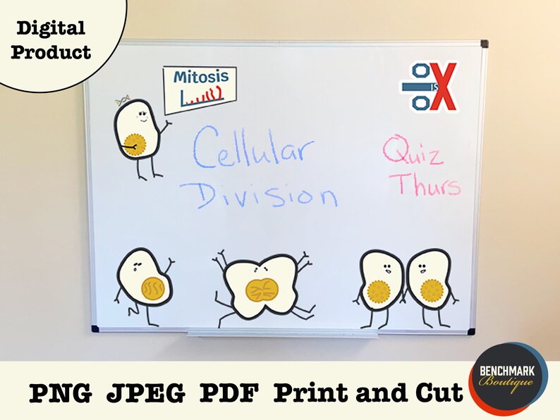 Mitosis clip art png división celular pegatina digital mitosis - Etsy ...