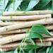 Organic Pure Natural Neem Sticks Azadirachta Indica Sticks DATUN for ...