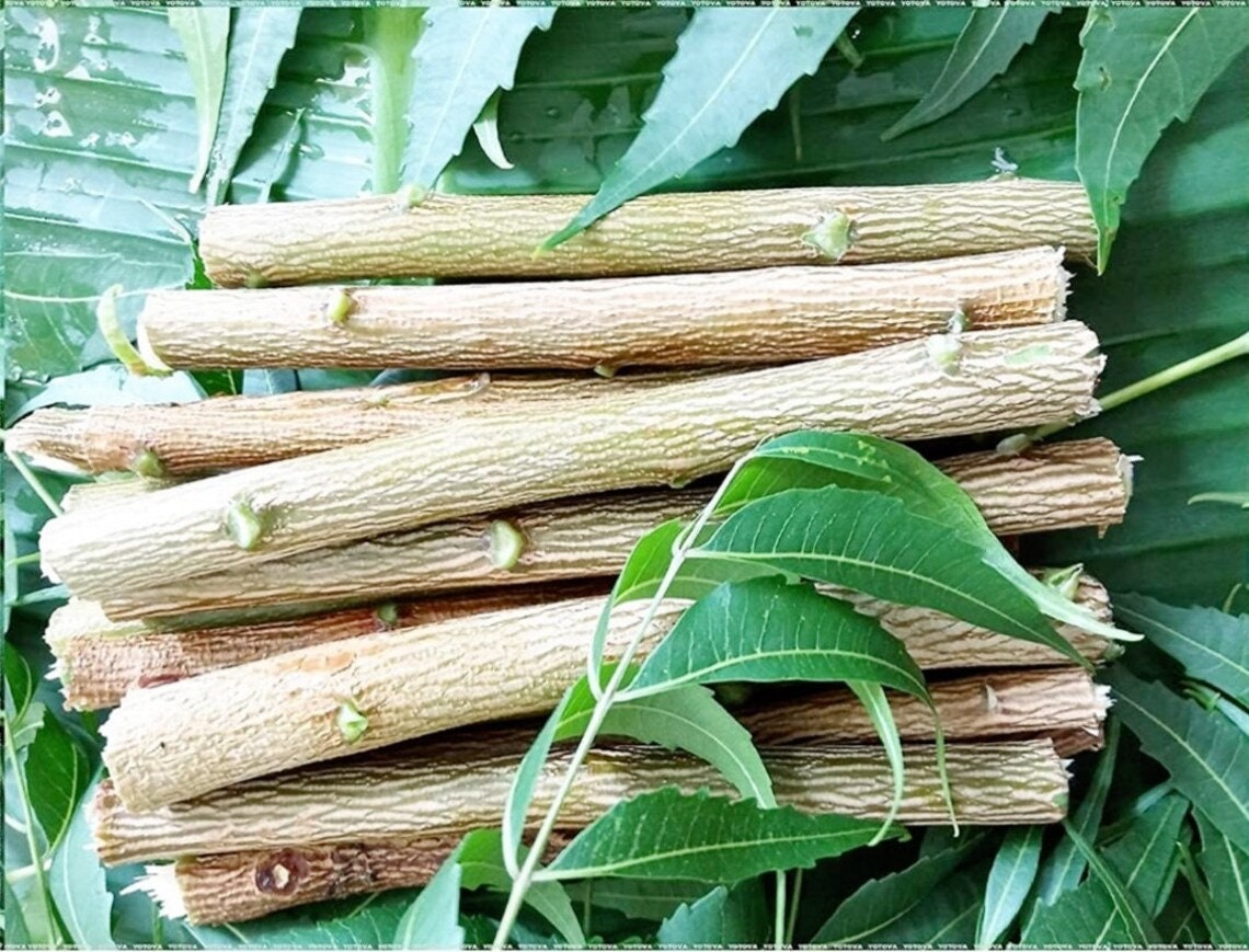Organic Pure Natural Neem Sticks Azadirachta Indica Sticks DATUN for ...