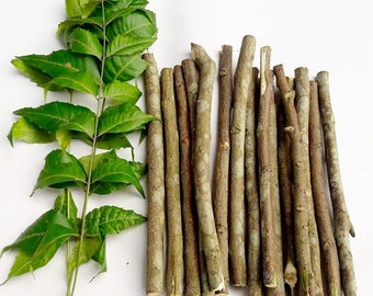 10 Pc 100 Pc Neem Sticks Azadirachta Indica Sticks DATUN for Teeth and ...