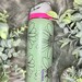 Daisy Engraved Owala Freesip Water Bottle, 32oz Floral Wrap - Etsy