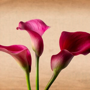 3 Calla Lily Combo Pack (digital JPG Download) 3 Variations - Etsy