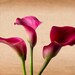 3 Calla Lily Combo Pack (digital JPG Download) 3 Variations - Etsy