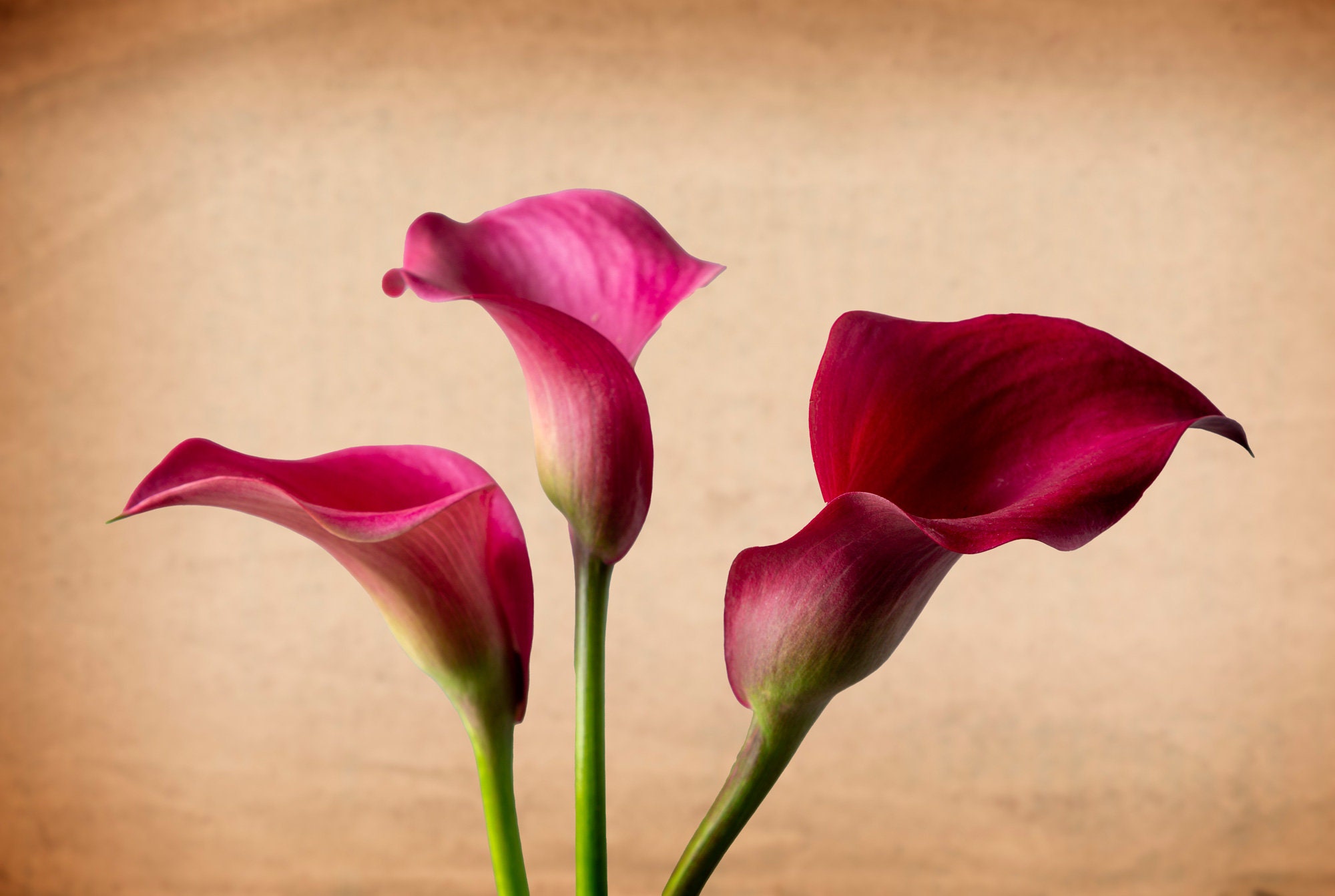 3 Calla Lily Combo Pack (digital JPG Download) 3 Variations - Etsy