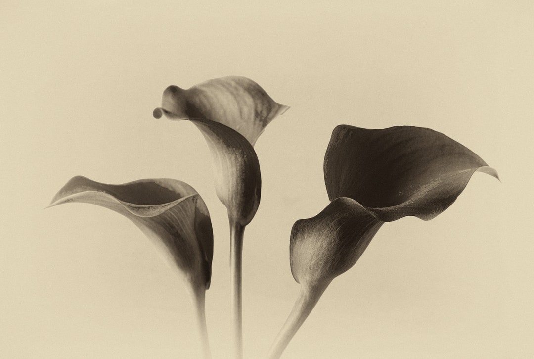 3 Calla Lily Combo Pack (digital JPG Download) 3 Variations - Etsy