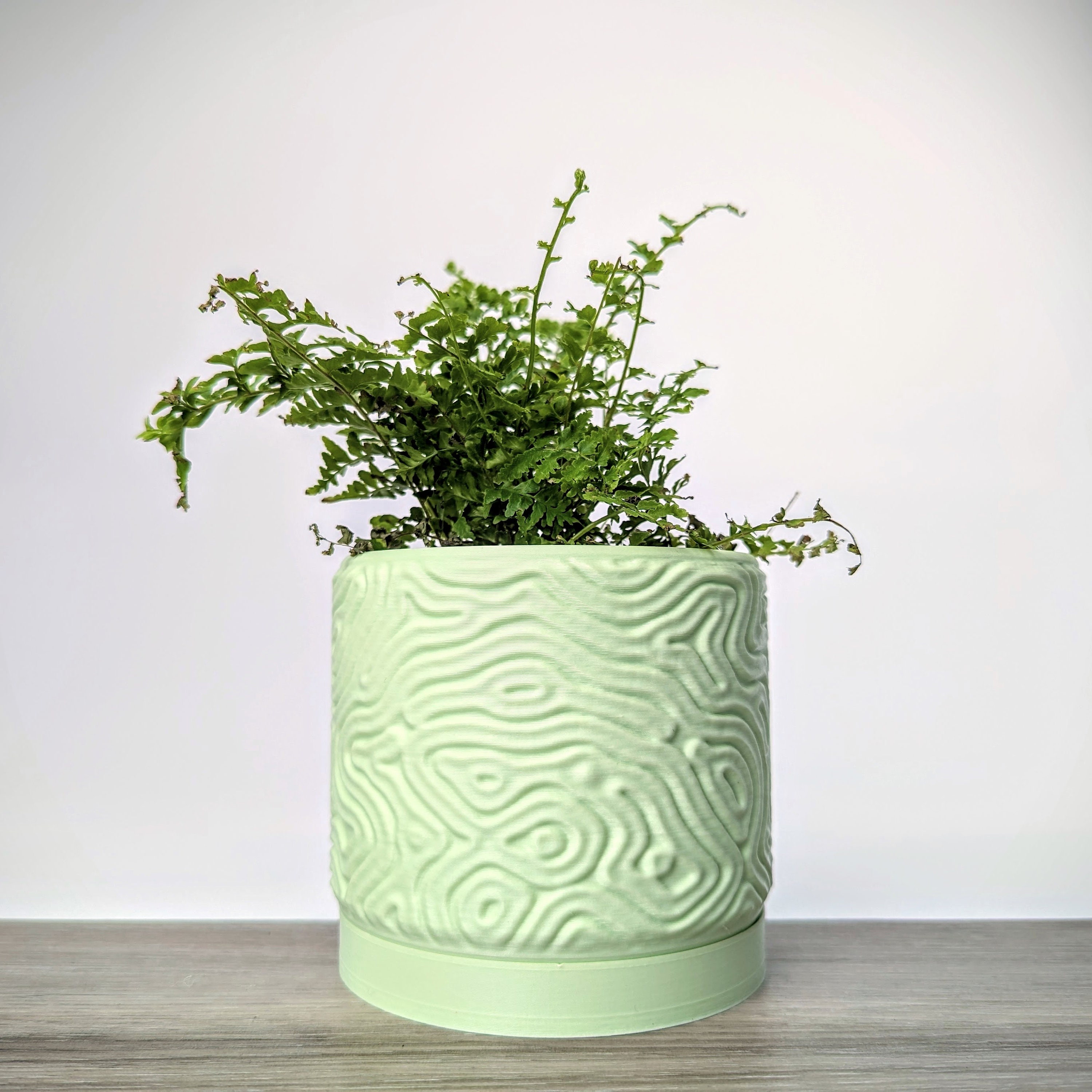 Light Pastel Green Pot, Coral Maze Planter With Drainage Tray, Made ...