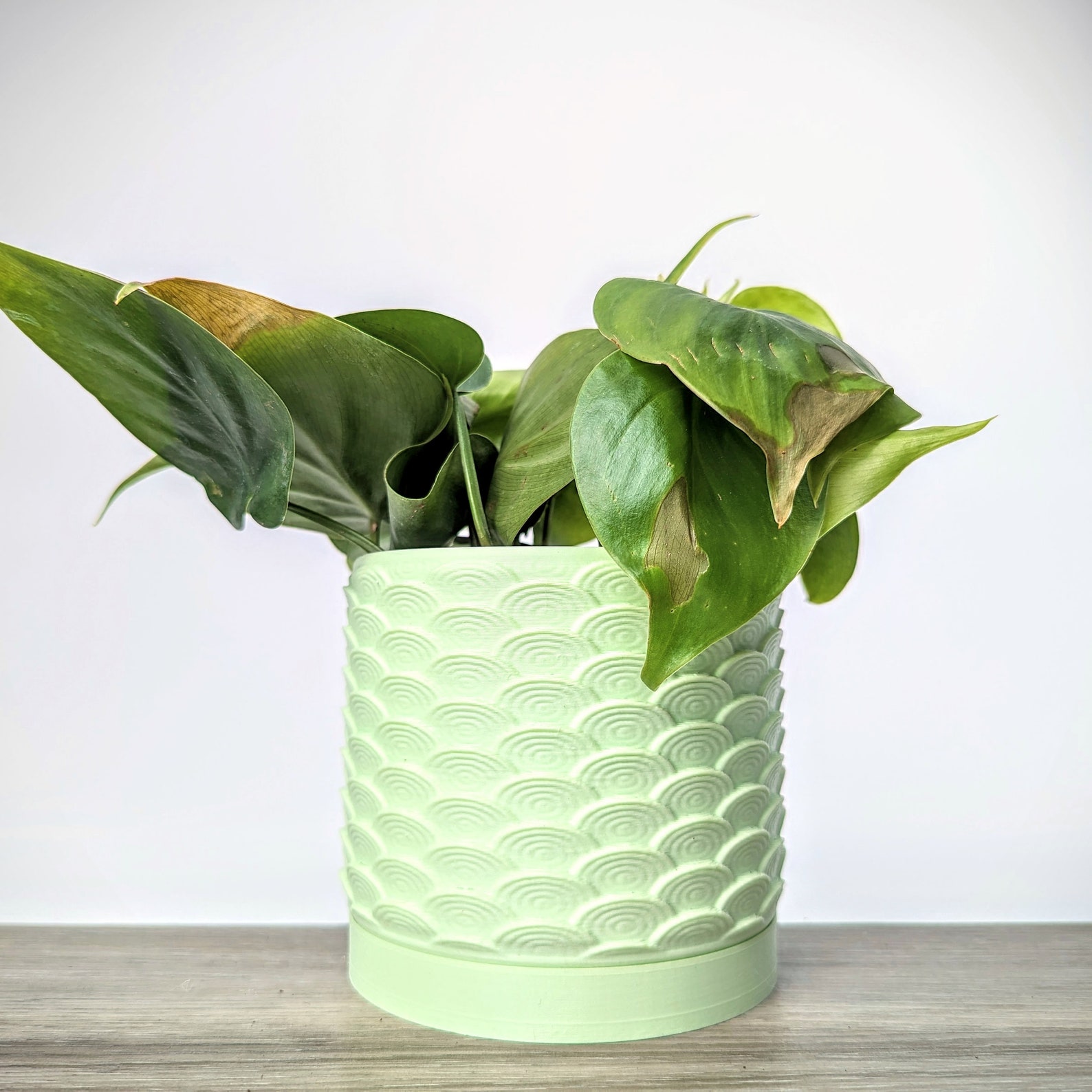 Light Pastel Green Pot, Clouds Pattern Planter With Drainage Tray, Made ...