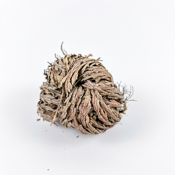 Rose of Jericho - Etsy