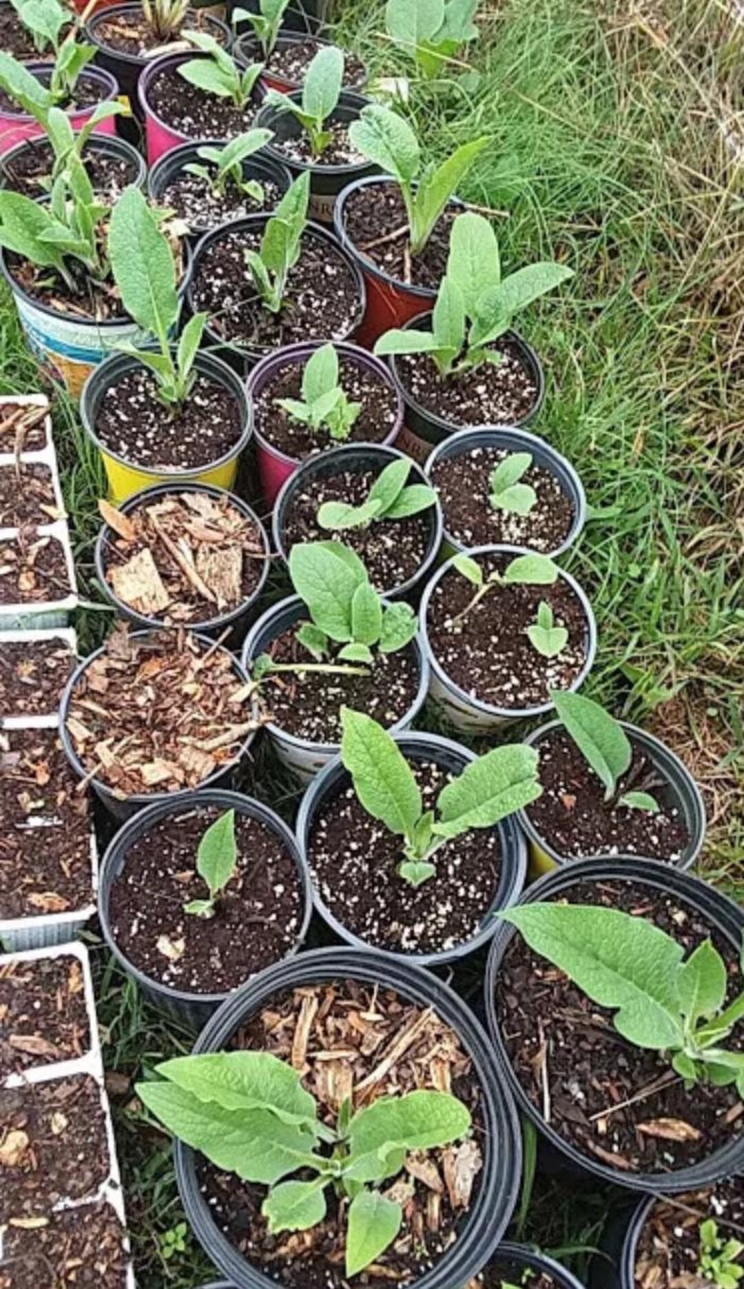 Blocking 14 Comfrey Rooted Cutting. - Etsy