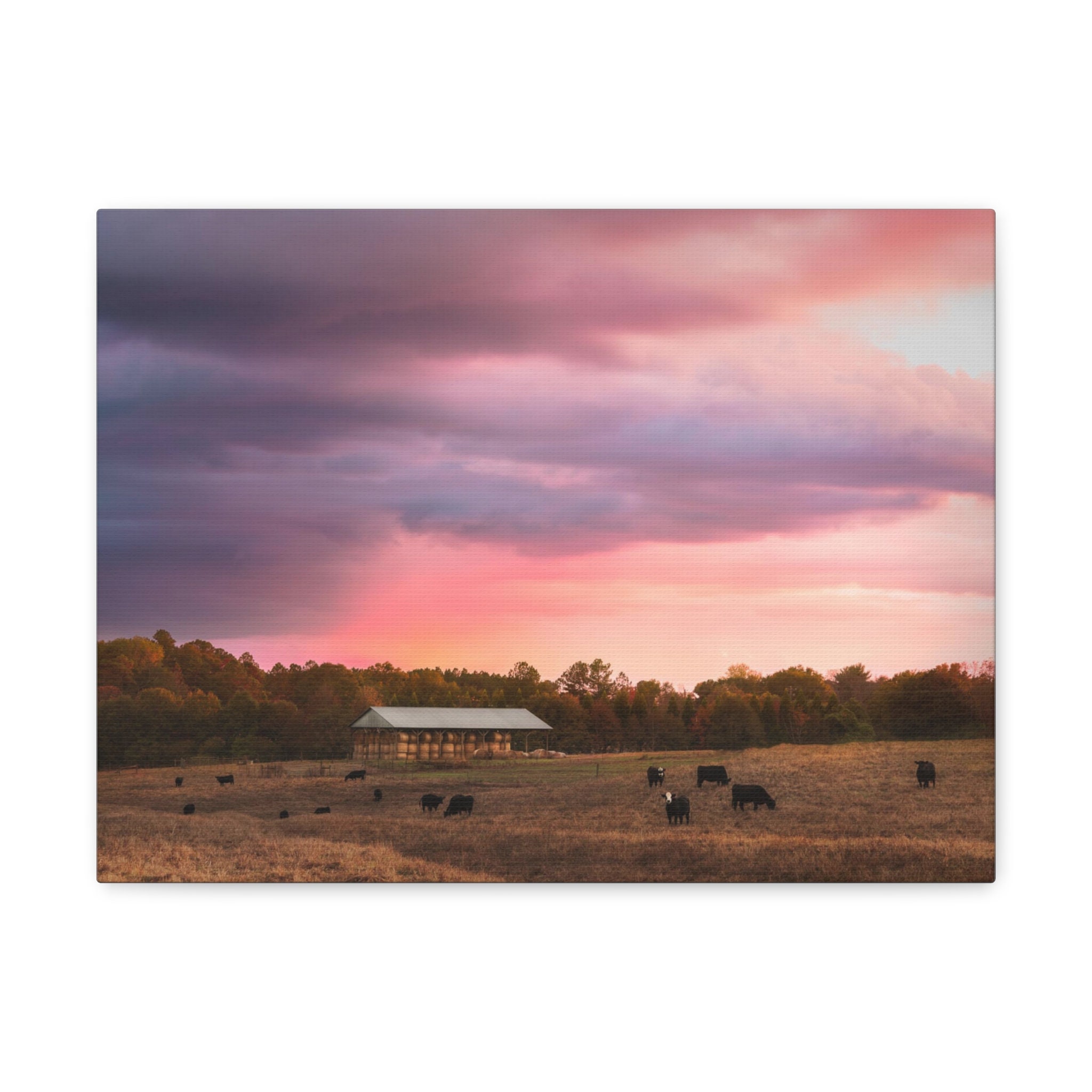 Cattle Farm With Cows & Barn Under Pink Purple Sunset, Cow Canvas Print ...