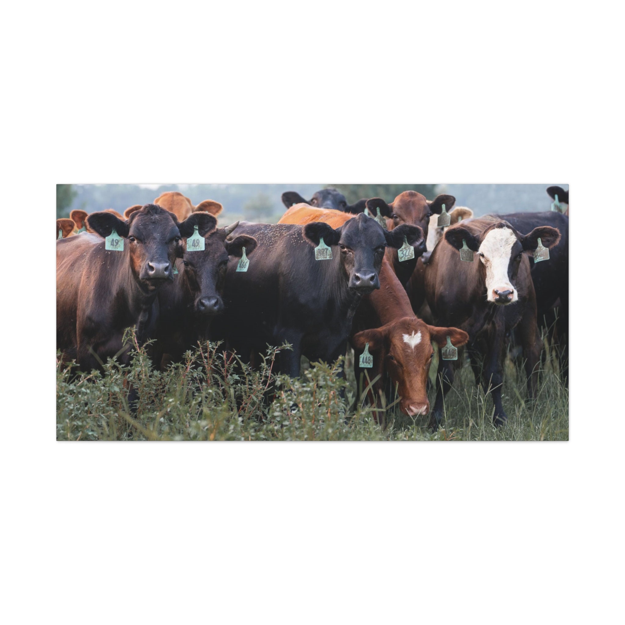 Cattle Farm With Curious Cows in the Country, Cow Canvas Print Wall ...