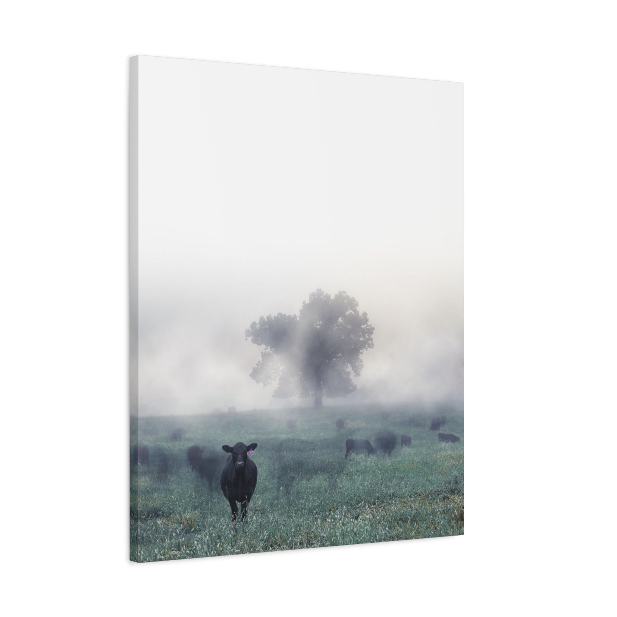 Curious Black Cow on a Foggy Country Farm, Cow Canvas Print Wall Decor ...