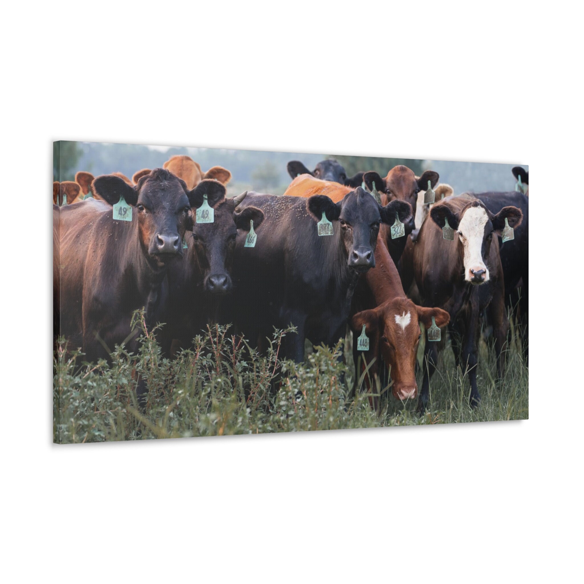 Cattle Farm With Curious Cows in the Country, Cow Canvas Print Wall ...