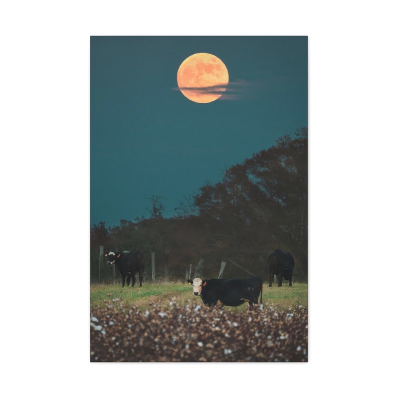 Cow in Cotton Field Under a Full Moon, Cow Canvas Print Wall Decor, Cow ...