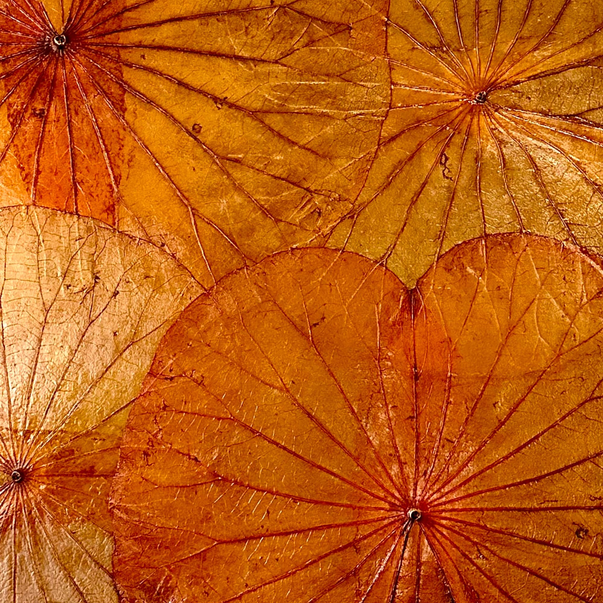 Rayong Orange - Wall Art - Real Lotus Flowers - Unique Artwork - Lotus ...
