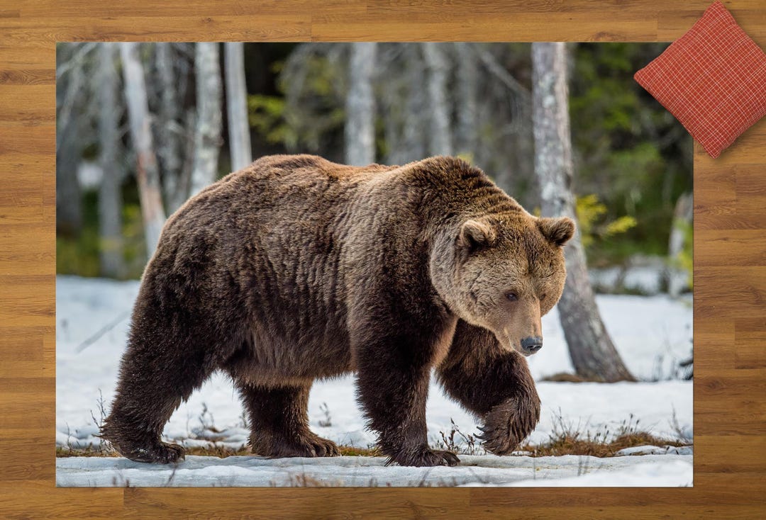 Brown Bear Rug, Loft Rug, Bear Rugs, Wild Life Animal Rug, 3D Printeds ...