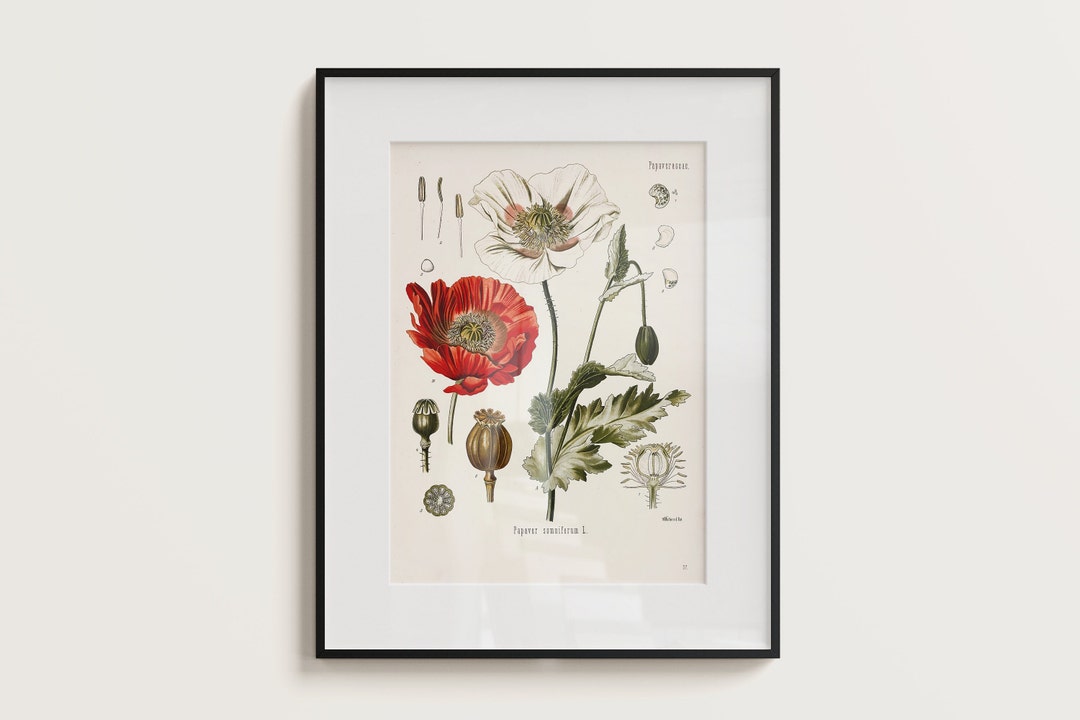 Vintage Opium Poppy Poster - Kohler's Heilpflanze 1887 Volume 1 ...