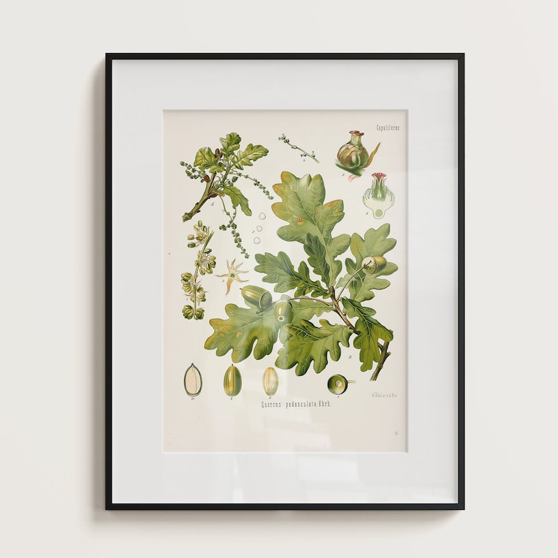 Botanical Poster - Etsy