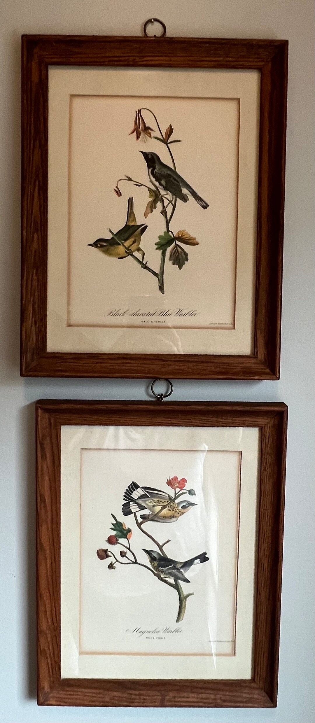 1800s birds of New England Framed Offset Lithographs - Etsy