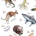 A - Z of Aussie Animals | Australian Animal Alphabet Children's Nursery ...