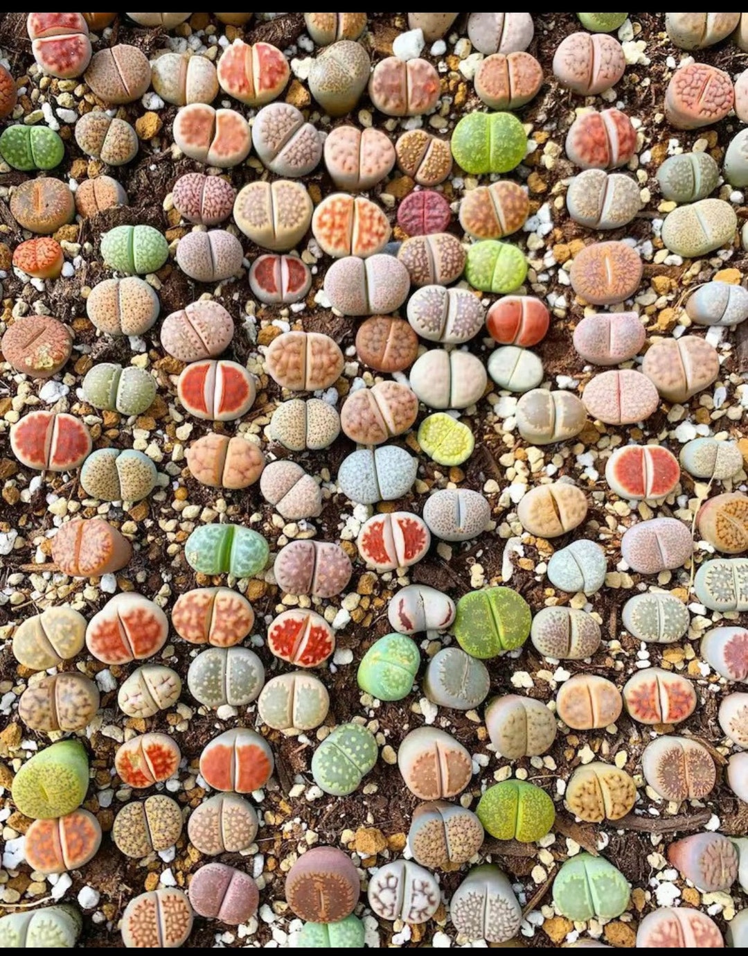 SUMMER SALE Pack of 10 Colorful Rooted Lithops Live Plants - Etsy