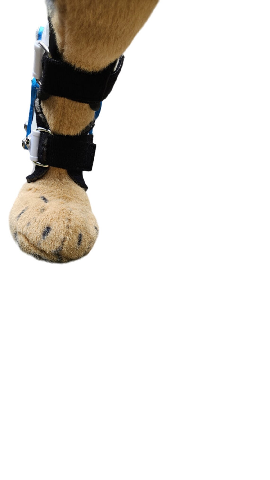 Dog Ankle Brace, Dog Brace, Dog Protector, Dog Ankle Protector, Dog ...