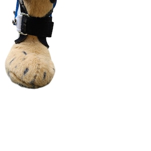 Dog Ankle Brace, Dog Brace, Dog Protector, Dog Ankle Protector, Dog ...