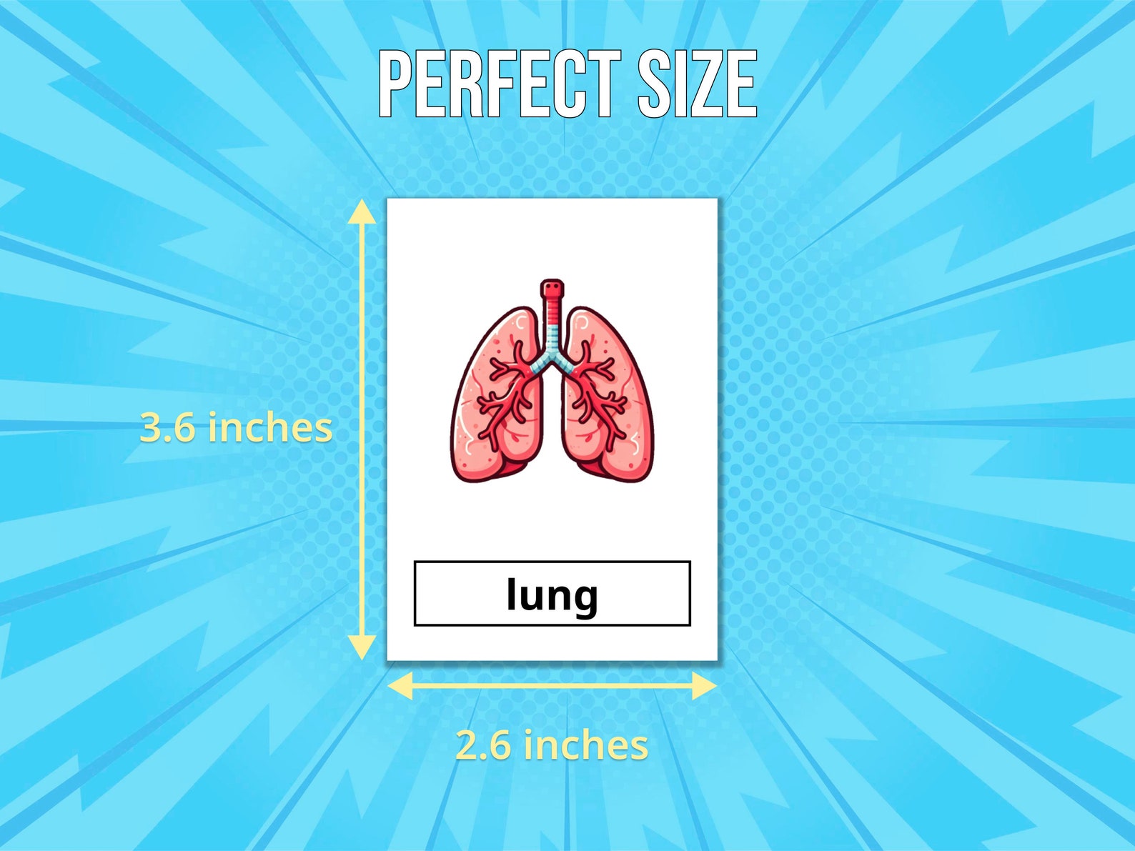 24 Body Organs Flash Cards Printable for Kids (montessori Cards ...