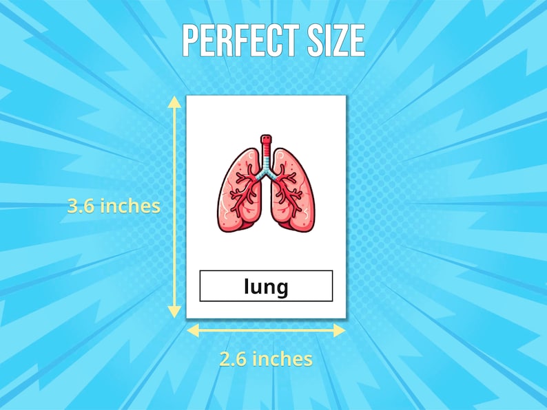 24 Body Organs Flash Cards Printable for Kids (montessori Cards ...