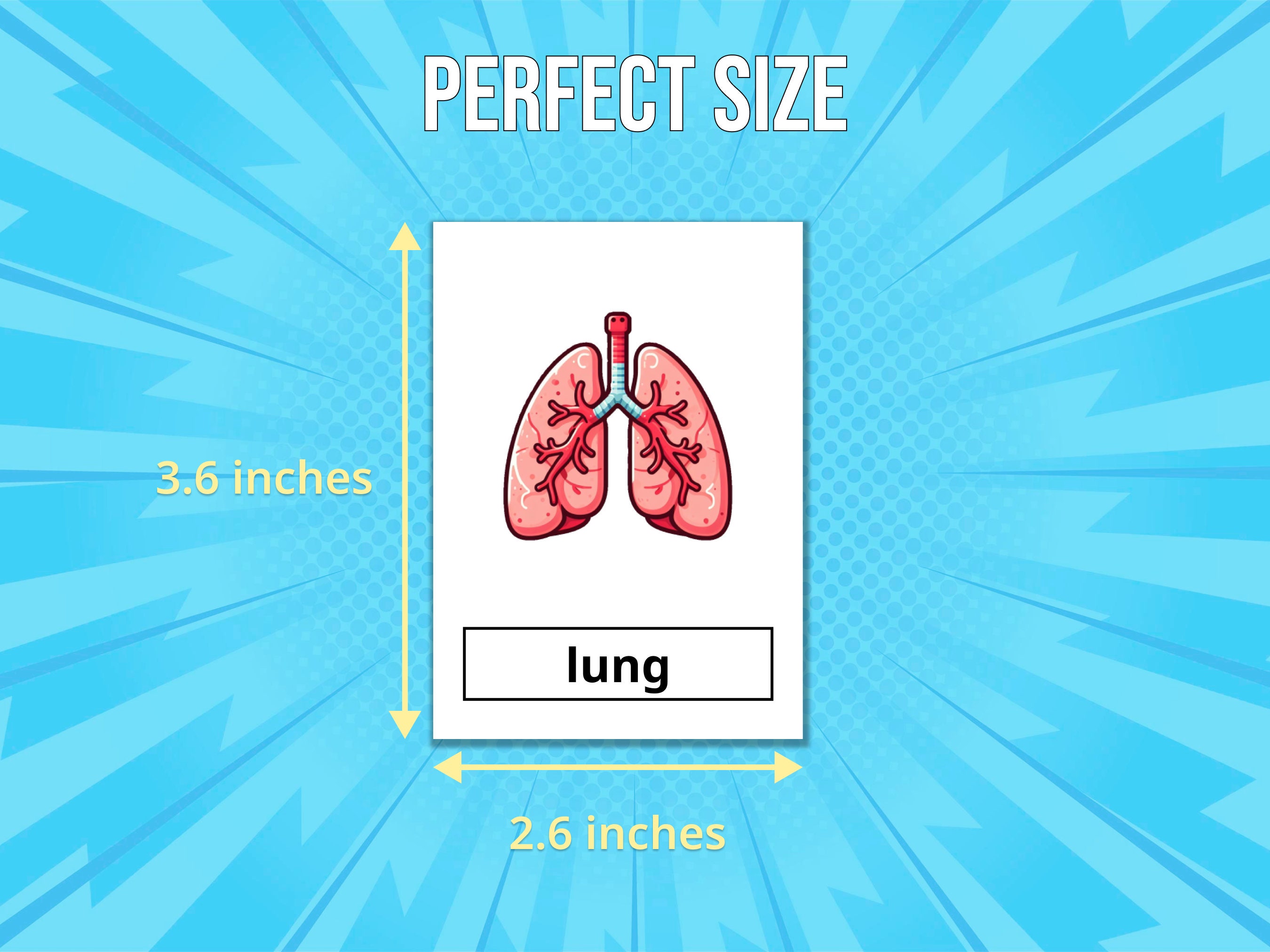 24 Body Organs Flash Cards Printable for Kids (montessori Cards ...